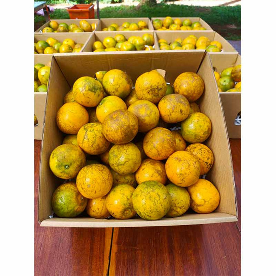 สวนร่มเกล้า ส้มสายน้ำผึ้ง (เบอร์ 105) 5 กิโลกรัม - ThaiPick